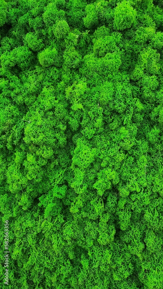 Texture for interior of green moss. Natural wallpaper. Vertical photo ...