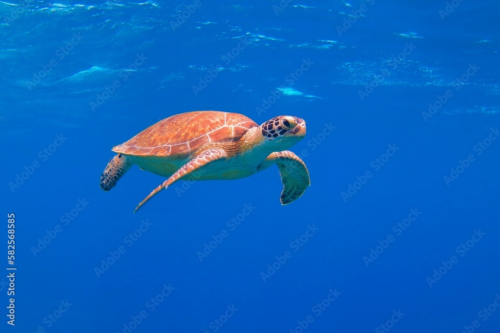 Sea turtle in the blue shallow water. Beautiful turtle swimming in the ...