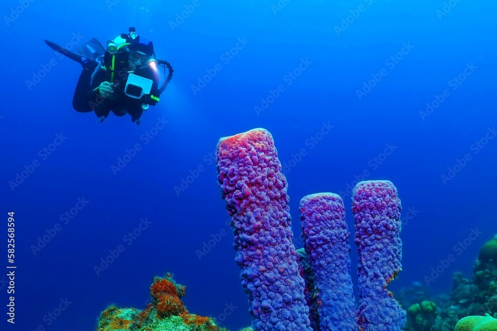 Scuba diver and pink sponge in deep ocean. Diver with underwater camera ...