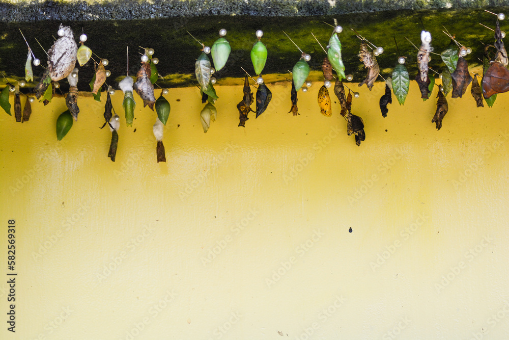Chrysalis or pupas at Aruba Butterfly farm. Life cycle of butterflies ...
