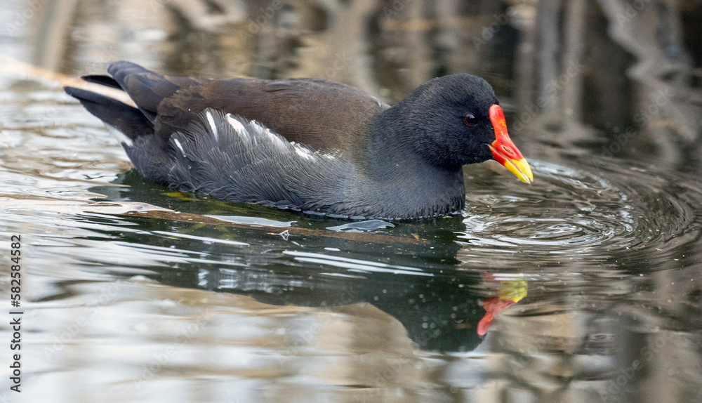 Eurasian Moorhen (Gallinula chloropus), in a pond seen at Fairburn Ings ...