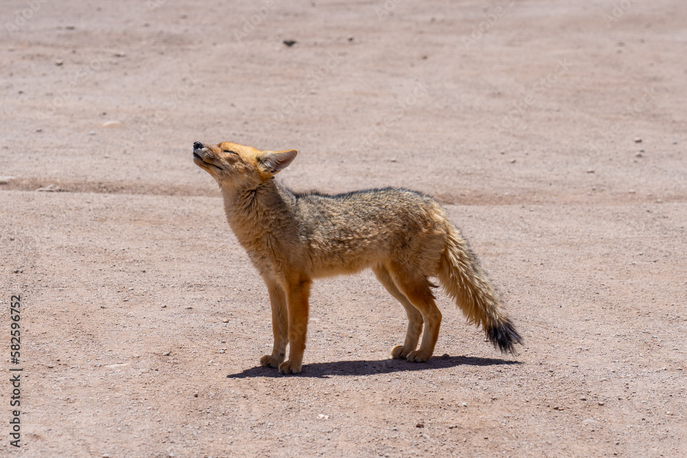 A culpeo fox at the valley of the Moon, Chile. The culpeo (Lycalopex ...
