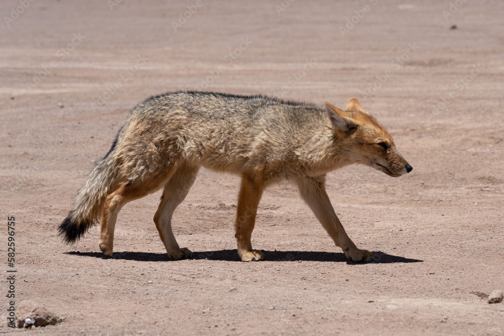 A culpeo fox at the valley of the Moon, Chile. The culpeo (Lycalopex ...