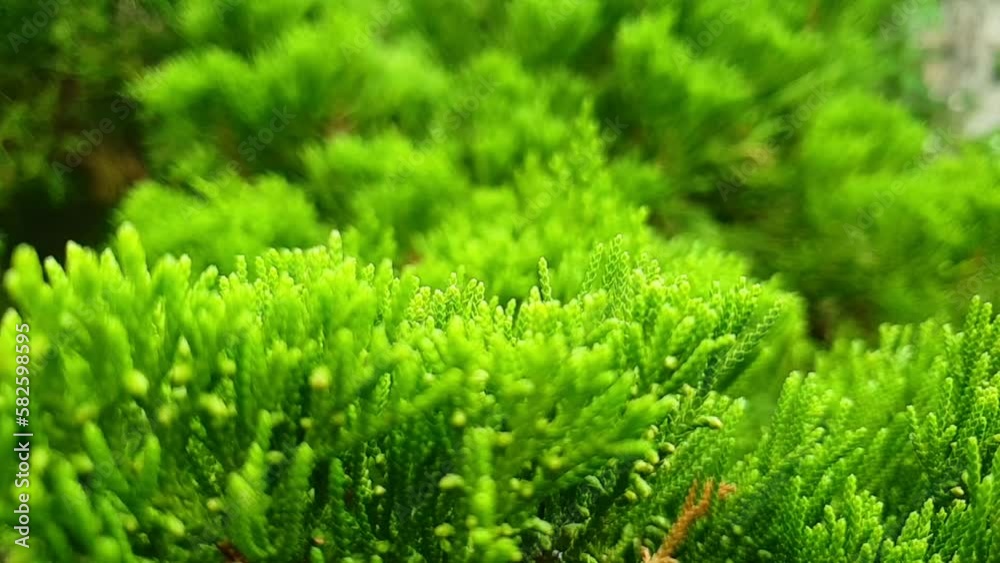 Juniperus occidentalis, known as the western juniper, is a shrub or ...