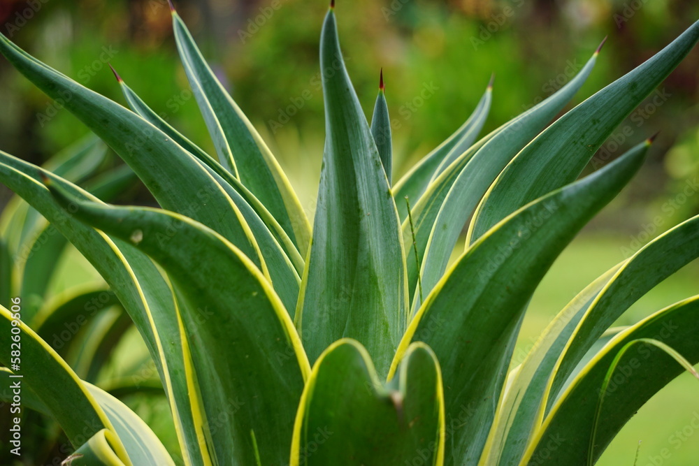 Agave lophantha (Also known thorncrest century plant, Big Lechuguilla ...