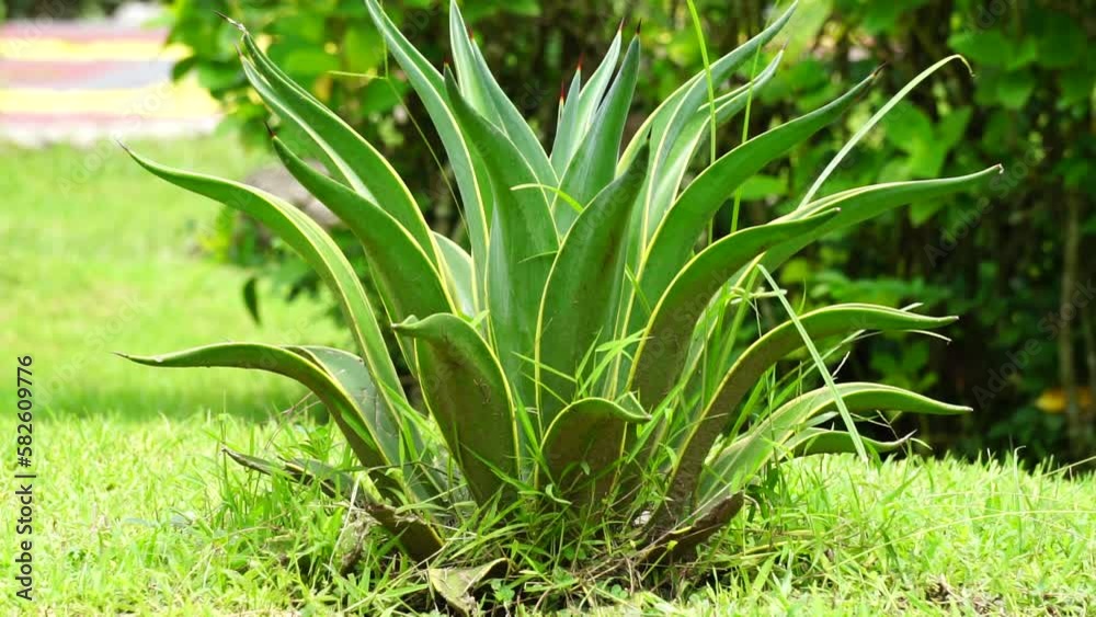 Agave lophantha (Also known thorncrest century plant, Big Lechuguilla ...