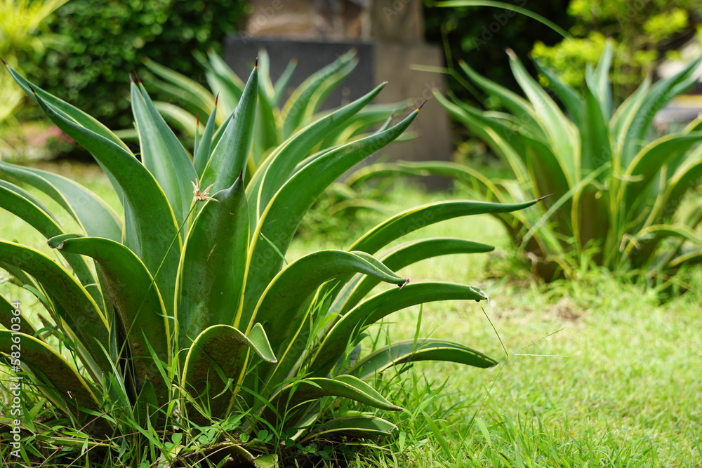 Agave lophantha (Also known thorncrest century plant, Big Lechuguilla ...