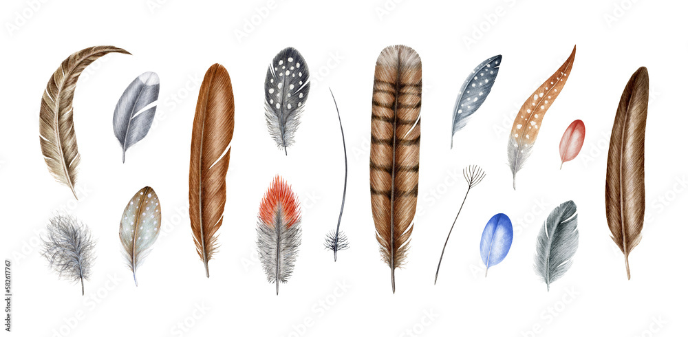 Bird feather realistic illustration set. Hand drawn watercolor images ...