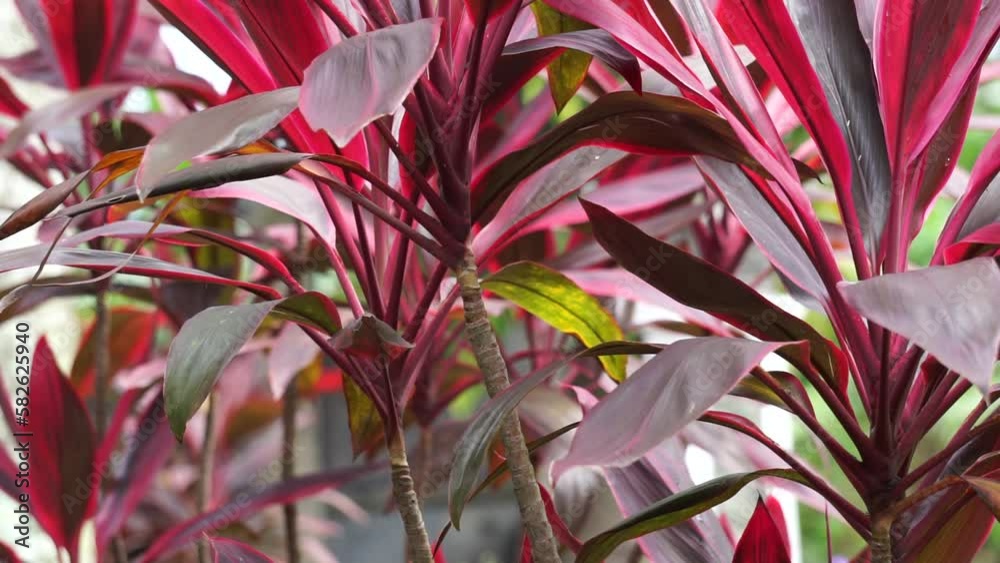 Green cordyline fruticosa commonly called ti plant, palm lily, cabbage ...