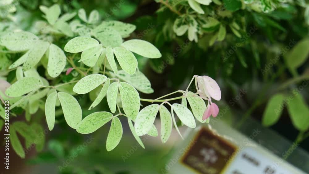 Dialium indum (Also known Keranji, asam keranji, Dialium cochinchinense ...