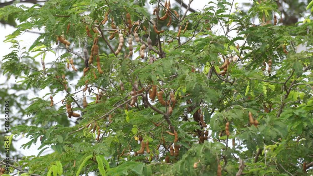 Tamarind (Also called Tamarindus indica, asam) fruit on the tree Stock ...