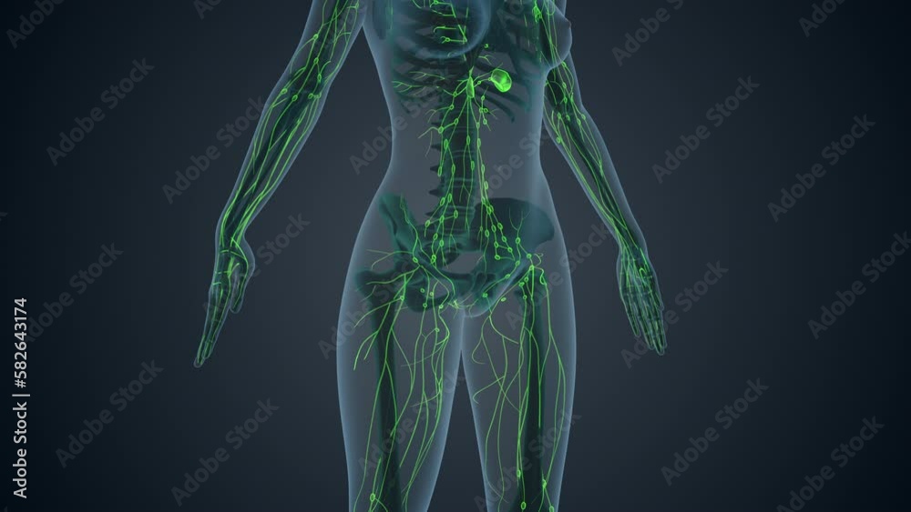 Lymphatic system of female body medical background Stock Video | Adobe ...