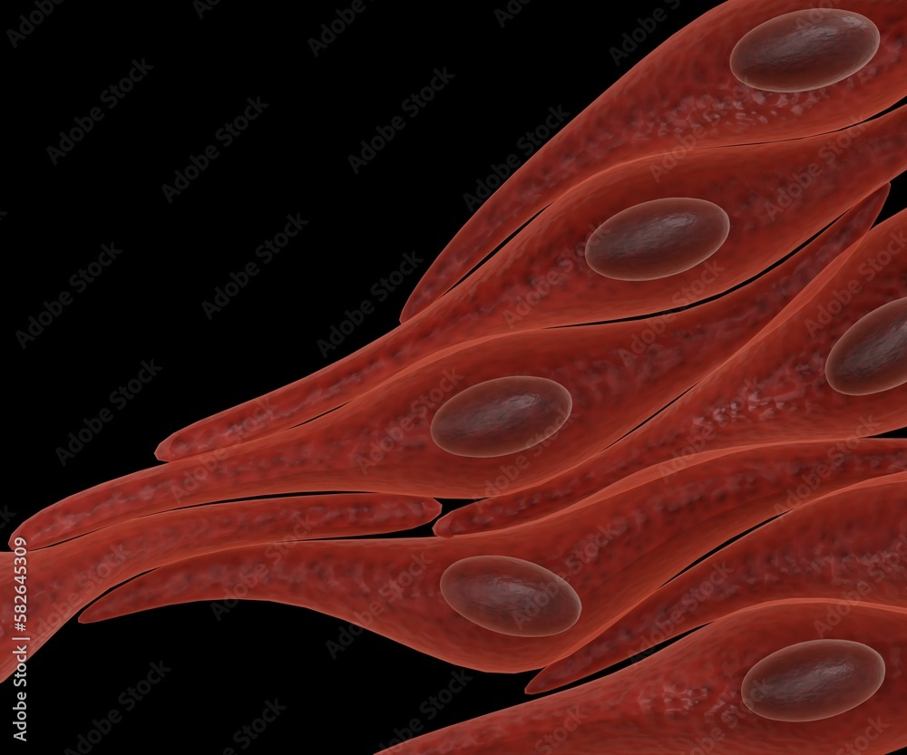 A smooth muscle cell is a spindle-shaped myocyte with a wide middle and ...