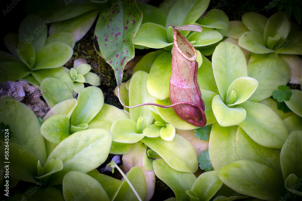 Monkey Cups is an insectivorous plant with the scientific name ...