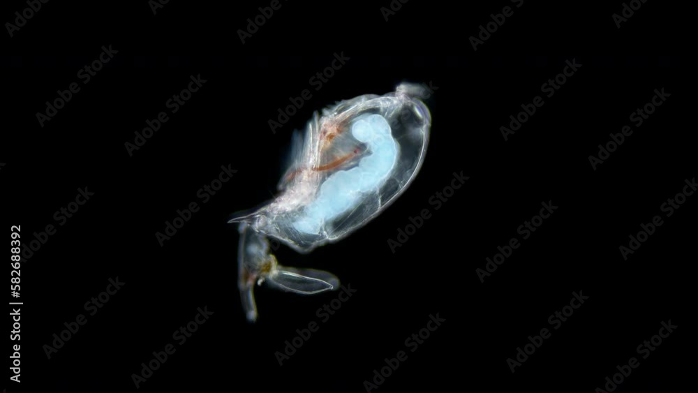 Crustacea Copepoda family Corycaeidae under the microscope, Cyclopoida ...