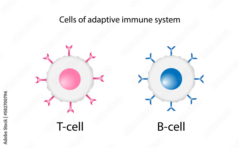 Cells of adaptive immune system. T cell and B cell. T- lymphocyte and B-lymphocyte. Vector ...
