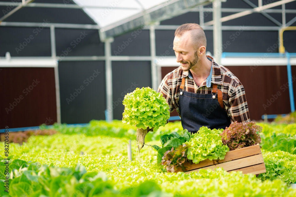 A man owns a hydroponic vegetable garden, he grows wholesale hydroponic ...