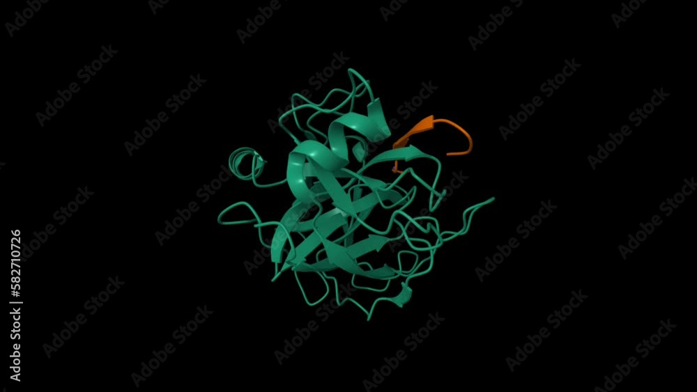 Crystal structure of trypsin (green)-vasopressin (brown) complex ...