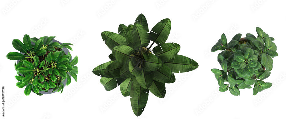 decorative flowers and plants for the interior, top view, isolated on ...