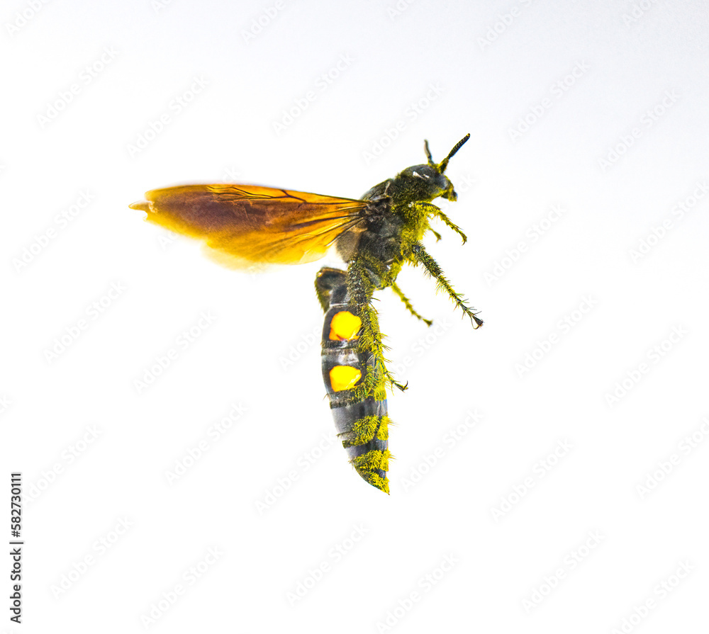 Large Four spotted Scoliid Wasp - Pygodasis quadrimaculata - female ...