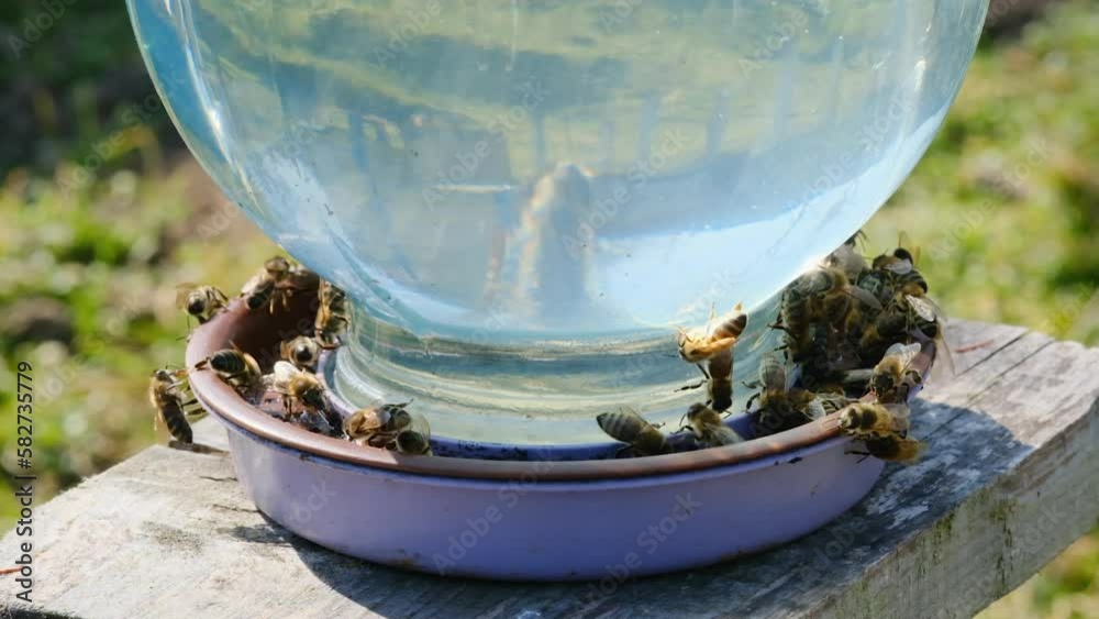 Honey bees Apidae family drinking water. Bees drink water from a ...