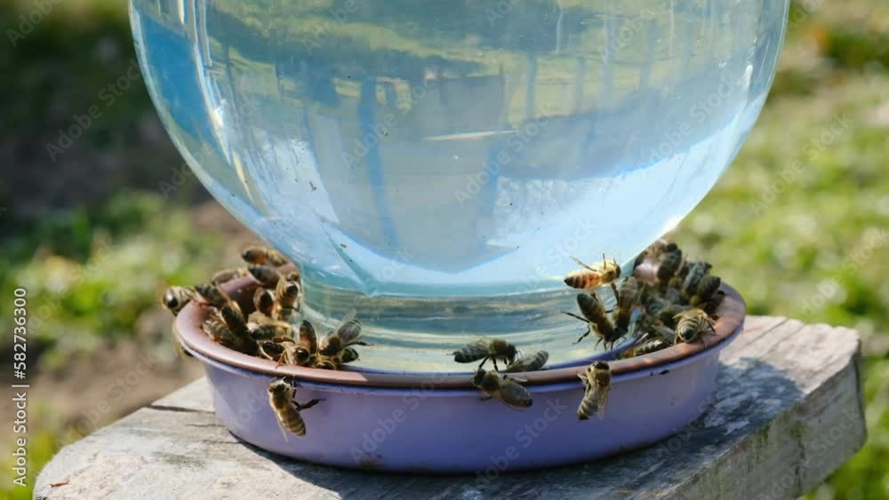 Vidéo Stock Honey bees Apidae family drinking water. Bees drink water ...