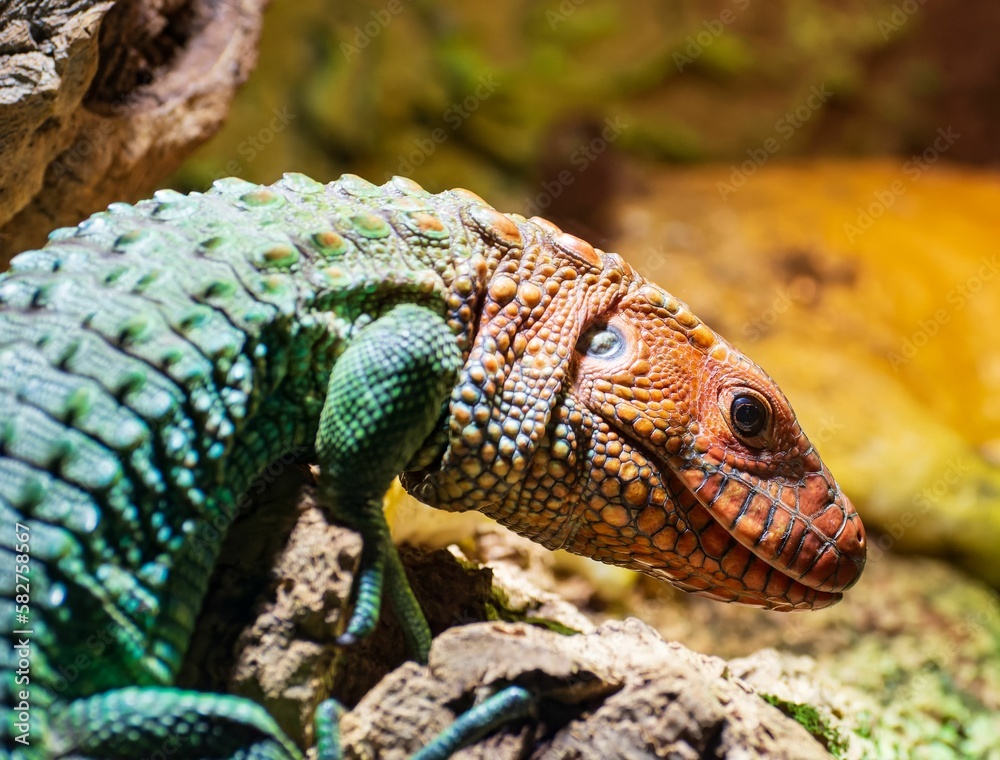 Dangerous Northern caiman lizard in the Green Planet Park of Dubai ...