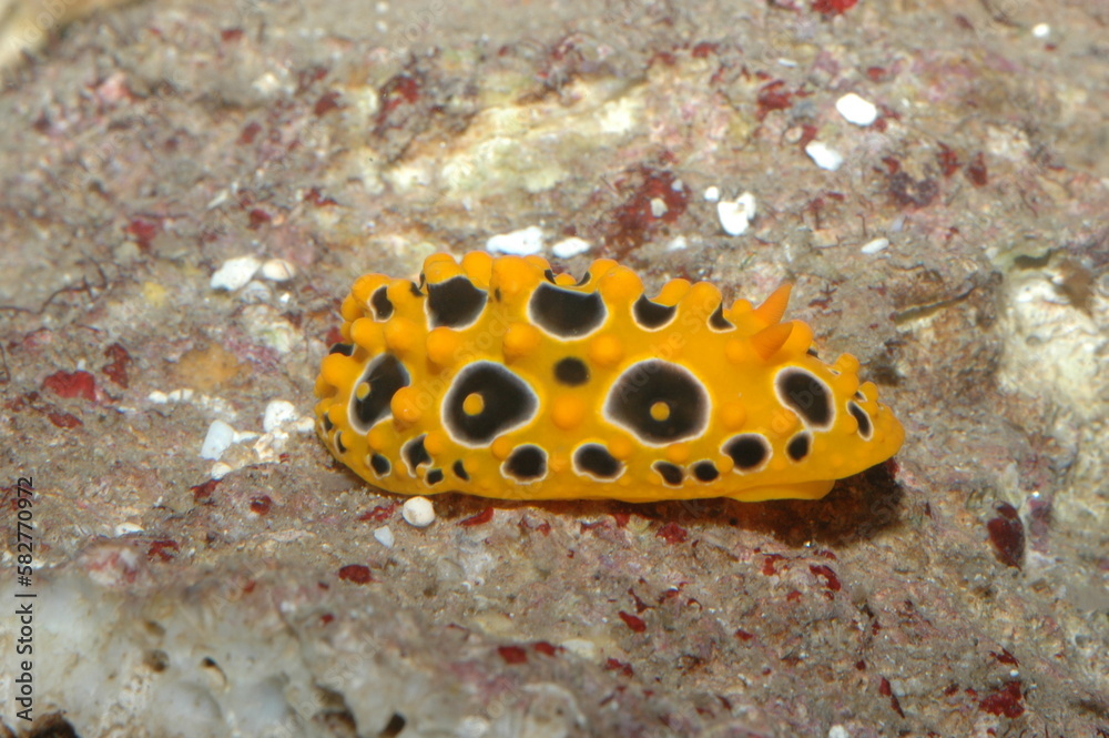 phyllidia varicosa underwater shot in the lake. Wild life animal. Fish ...
