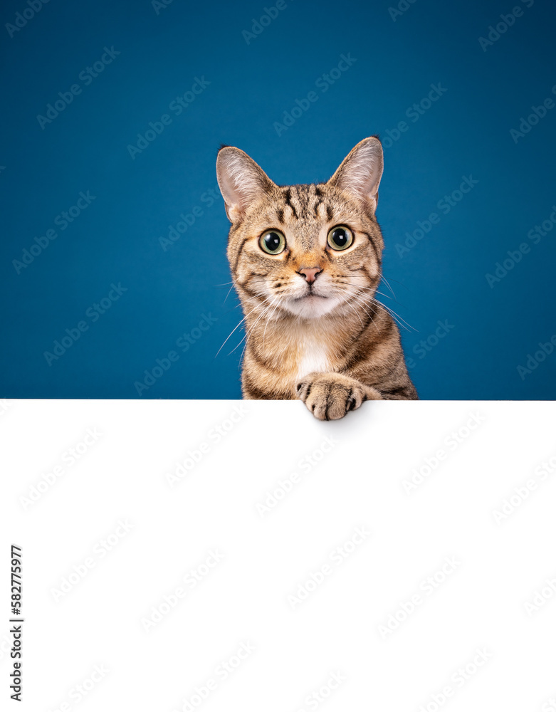 Cute tabby cat holding a white message board on a blue background. Copy ...