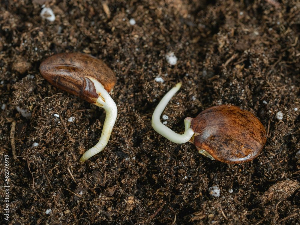 Wisteria seeds with a small roots is planted in the ground, close-up ...
