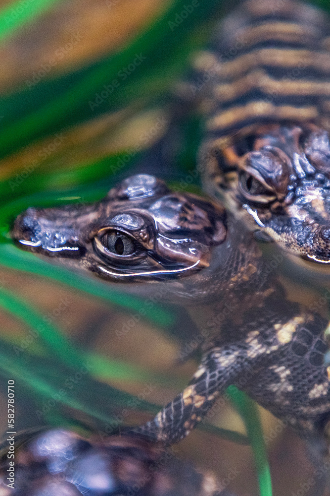 Baby alligators are considered hatchlings. The mother alligator is ...