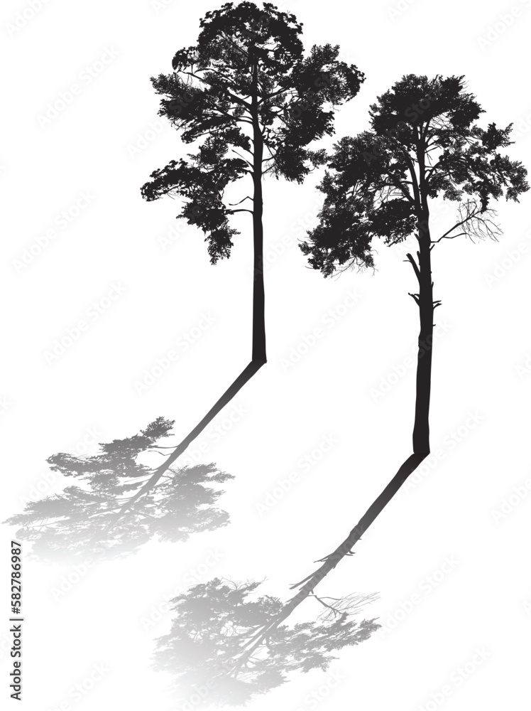 two black pine silhouettes with grey shadow isolated on white Stock ...