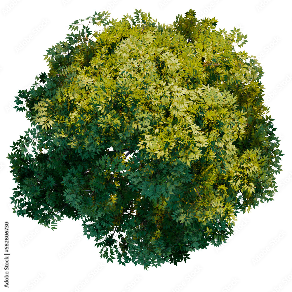 green tree top view on white png landscape plan urban Stock ...