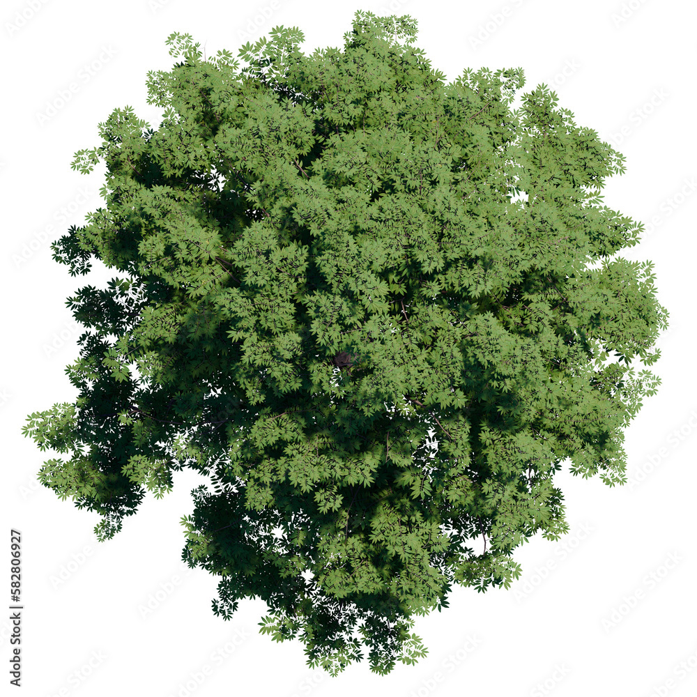 green tree top view on white png landscape plan urban Stock ...