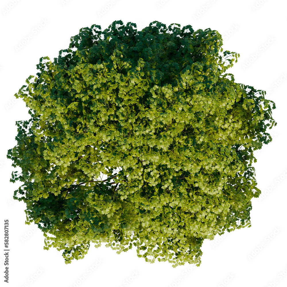 green tree top view on white png landscape plan urban Stock ...