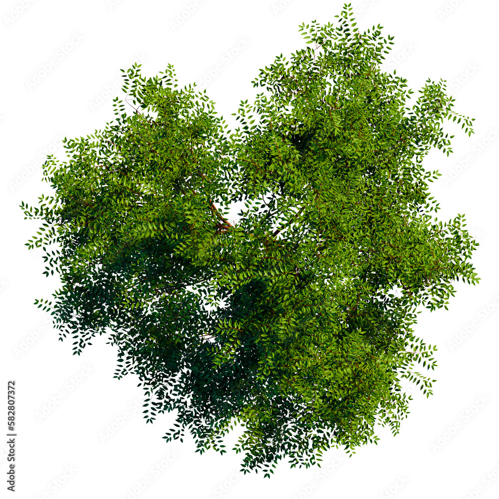 green tree top view on white png landscape plan urban Stock ...