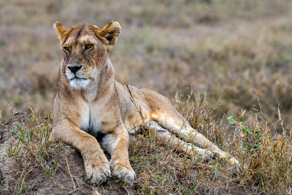 Wild lioness in the Serengeti National Park in the heart of Africa ...