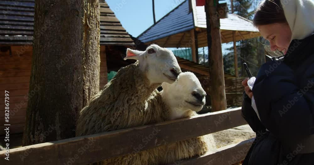 a girl feeds Borde Lister sheep that behind the fence are begging for ...