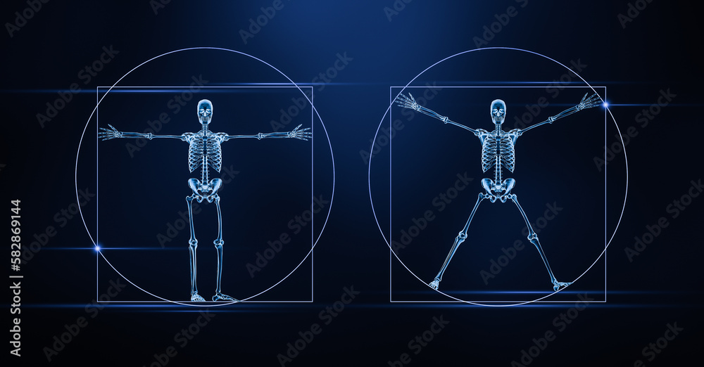 Two anterior or front views of the human male skeleton xray 3D ...