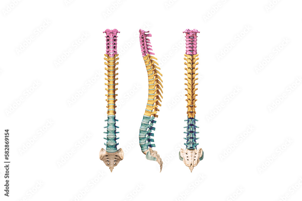 Human spine or spinal column with colored vertebrae isolated on white ...