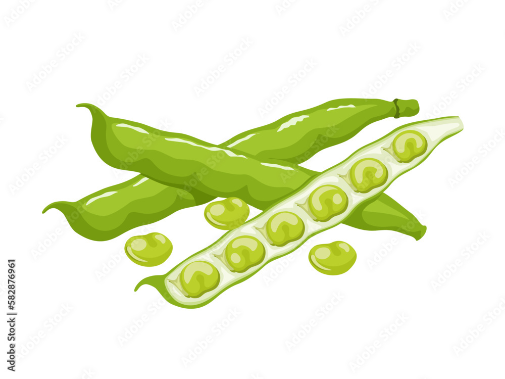 Vector illustration, broad beans or Vicia faba, isolated on white ...