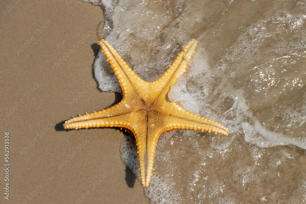 Starfish lying on the sea beach with a waves, top view Stock Photo ...