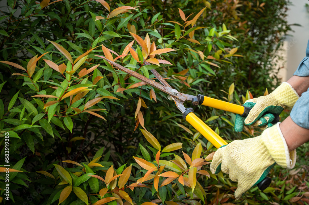 Gardener using a scissor to shearing and trim a leaf of Lilly Pilly ...