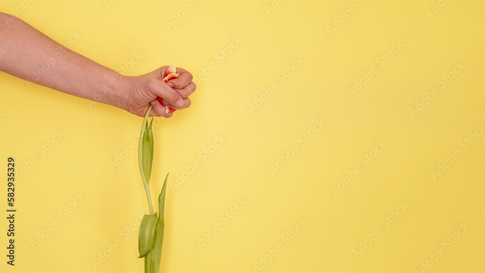 Female hand with fist raised up and holding a flower. A symbol of the ...