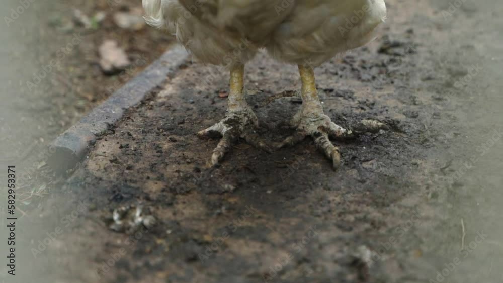 Chicken legs of a standing chicken close-up, smooth camera movement ...
