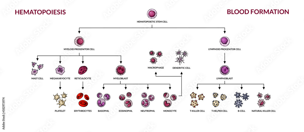 Hematopoiesis diagram. Human blood cells types with names. Scientific ...