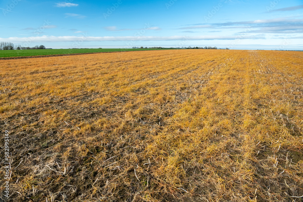 Champ orange après application de désherbant glyphosate Stock Photo ...