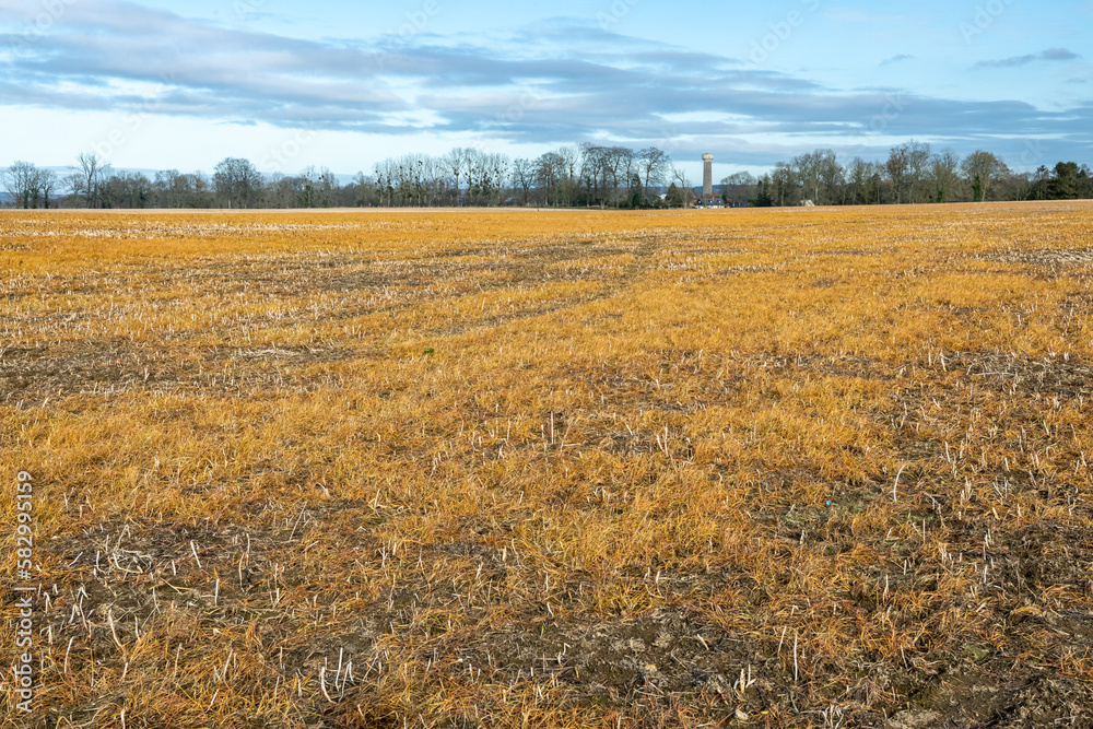 Champ orange après application de désherbant glyphosate. Résidus de ...