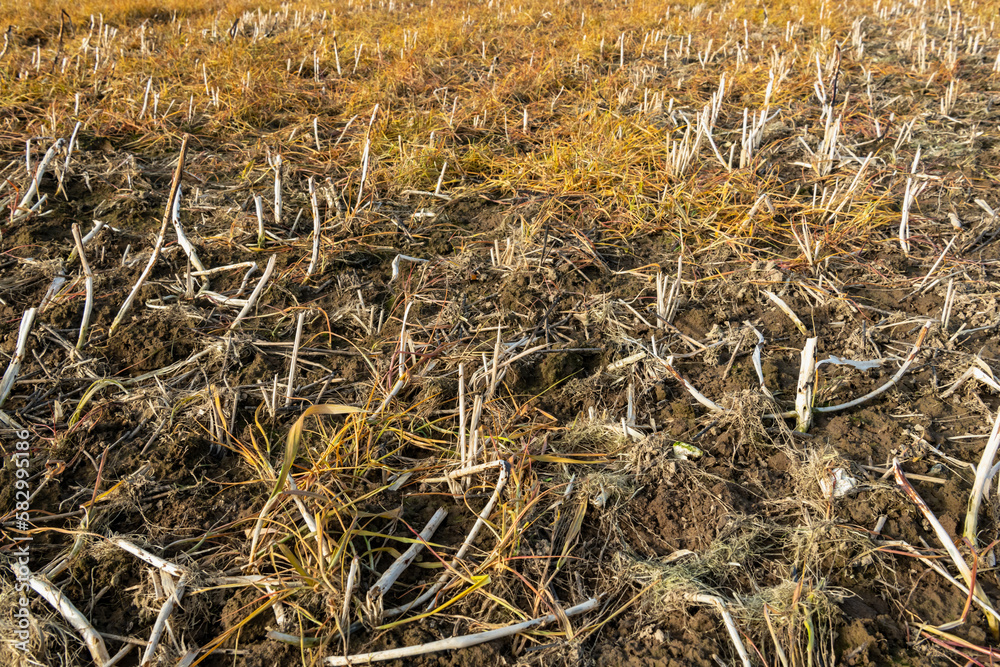 Champ orange après application de désherbant glyphosate. Résidus de ...