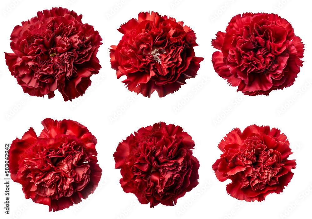 Assorted red carnation flower heads on transparent PNG background ...